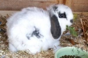 Grooming your rabbit or guinea pig : CottonTails Rabbit & Guinea Pig Rescue