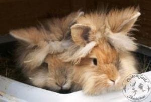 Grooming your rabbit or guinea pig : CottonTails Rabbit & Guinea Pig Rescue