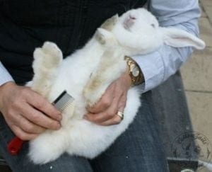 Grooming your rabbit or guinea pig : CottonTails Rabbit & Guinea Pig Rescue