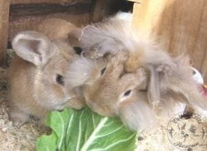 Grooming your rabbit or guinea pig : CottonTails Rabbit & Guinea Pig Rescue