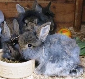 Grooming your rabbit or guinea pig : CottonTails Rabbit & Guinea Pig Rescue
