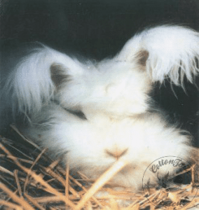 RABBIT CARE - the basics and more : CottonTails Rabbit & Guinea Pig Rescue