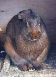 RABBIT CARE - the basics and more : CottonTails Rabbit & Guinea Pig Rescue