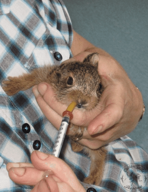 HARE IN THE HOUSE - successful hand-rearing of a Hare : CottonTails ...