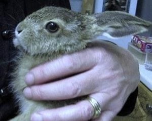 HARE IN THE HOUSE - successful hand-rearing of a Hare : CottonTails ...