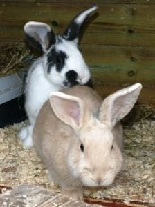 BONDING YOUR RABBIT : CottonTails Rabbit & Guinea Pig Rescue