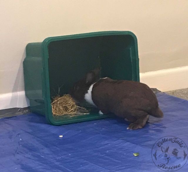 PETER AND DAISY - great updates! : CottonTails Rabbit & Guinea Pig Rescue