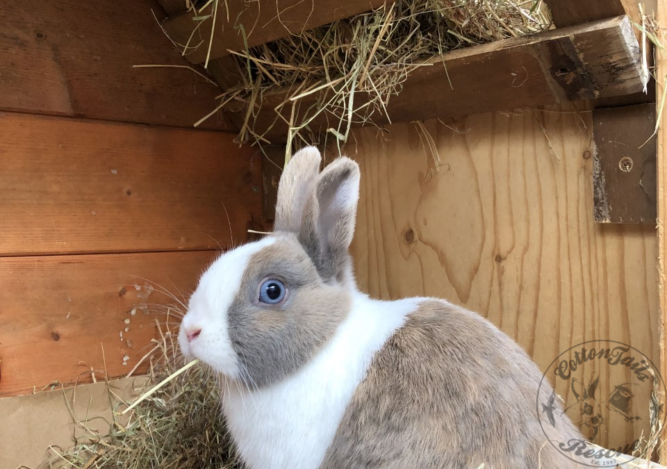 New Rabbits : CottonTails Rabbit & Guinea Pig Rescue