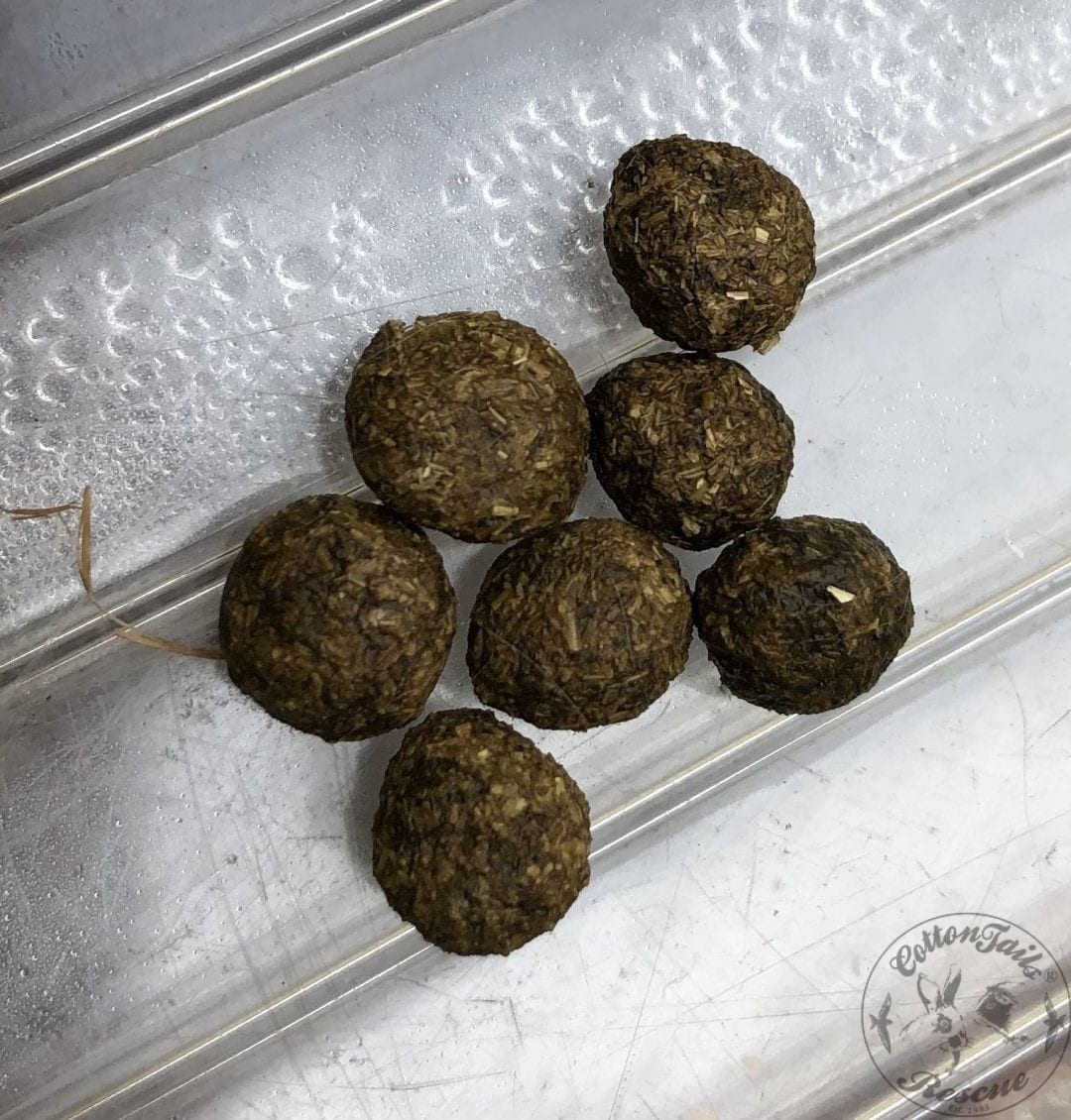 RABBITS - common problems, illnesses and conditions : CottonTails ...