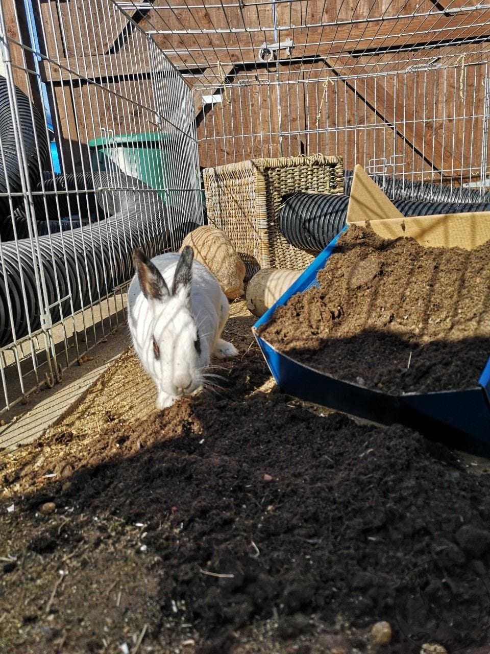 RABBIT CARE - the basics and more : CottonTails Rabbit & Guinea Pig Rescue