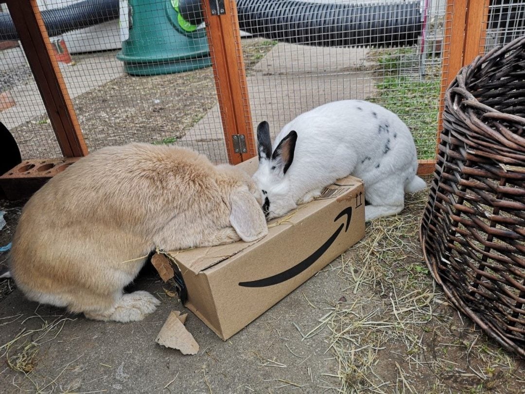 RABBIT CARE - the basics and more : CottonTails Rabbit & Guinea Pig Rescue