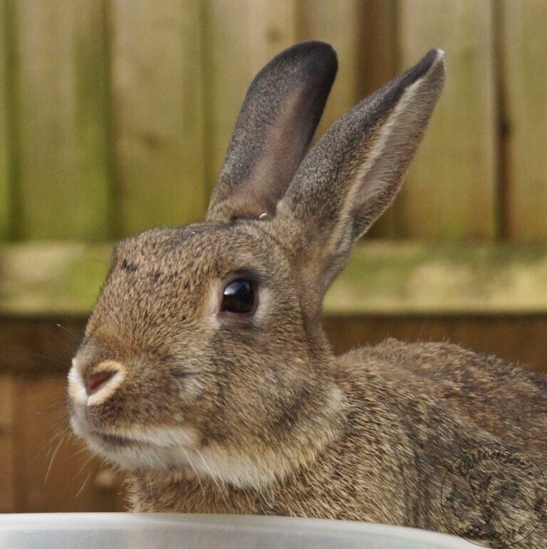DENTAL DISEASE IN RABBITS - issues with teeth : CottonTails Rabbit ...