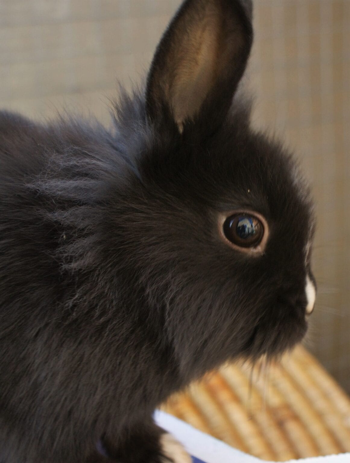 DENTAL DISEASE IN RABBITS - issues with teeth : CottonTails Rabbit ...
