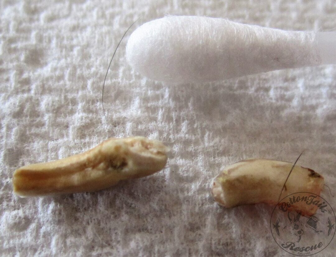 DENTAL DISEASE IN RABBITS - issues with teeth : CottonTails Rabbit ...