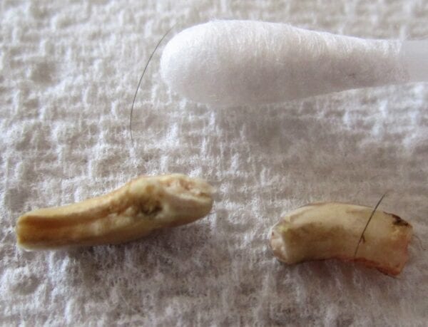 DENTAL DISEASE IN RABBITS - issues with teeth : CottonTails Rabbit ...