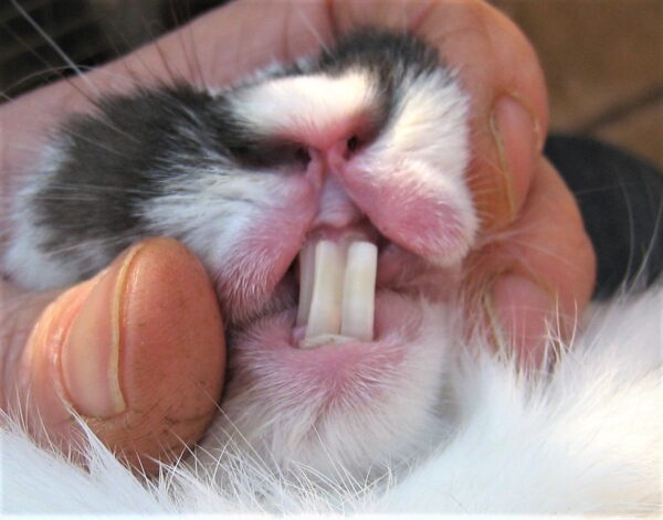 DENTAL DISEASE IN RABBITS - issues with teeth : CottonTails Rabbit ...