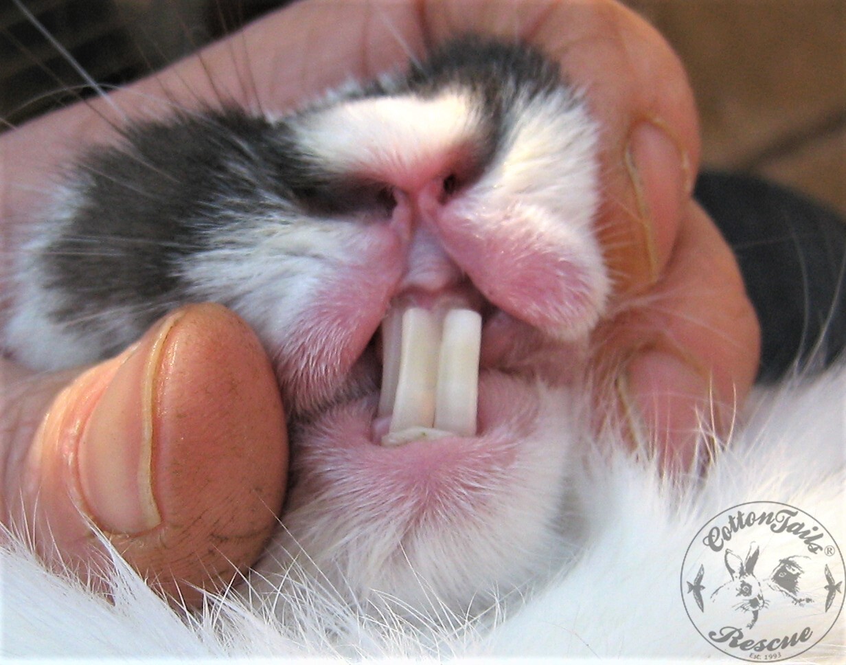 DENTAL DISEASE IN RABBITS - issues with teeth : CottonTails Rabbit ...