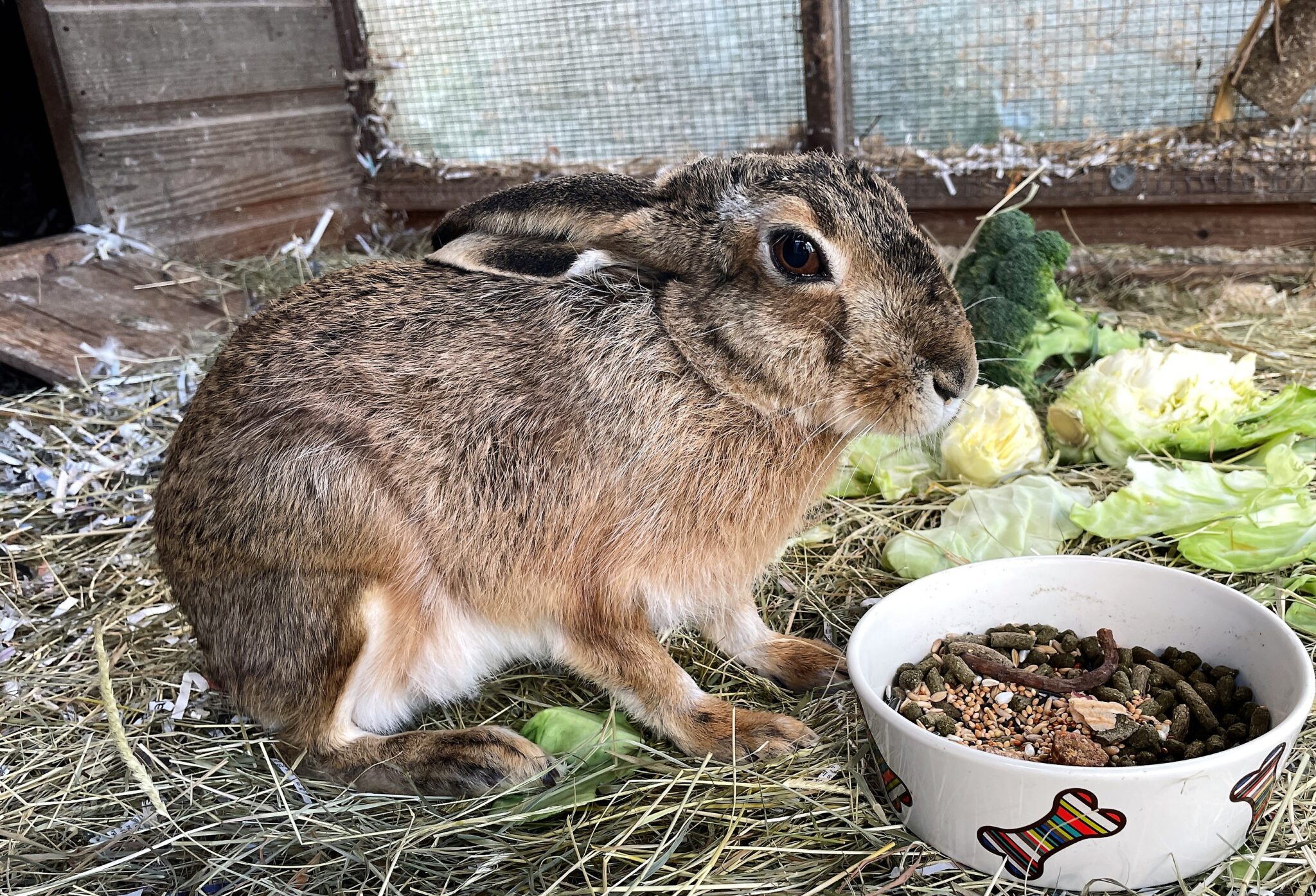 HARE IN THE HOUSE - successful hand-rearing of a Hare : CottonTails ...