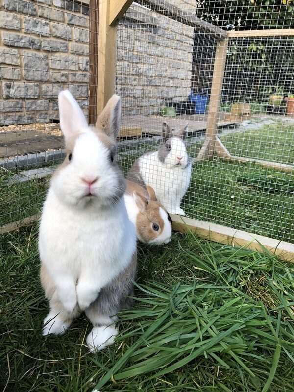 BONDING Bunnies - how to match your rabbit : CottonTails Rabbit ...
