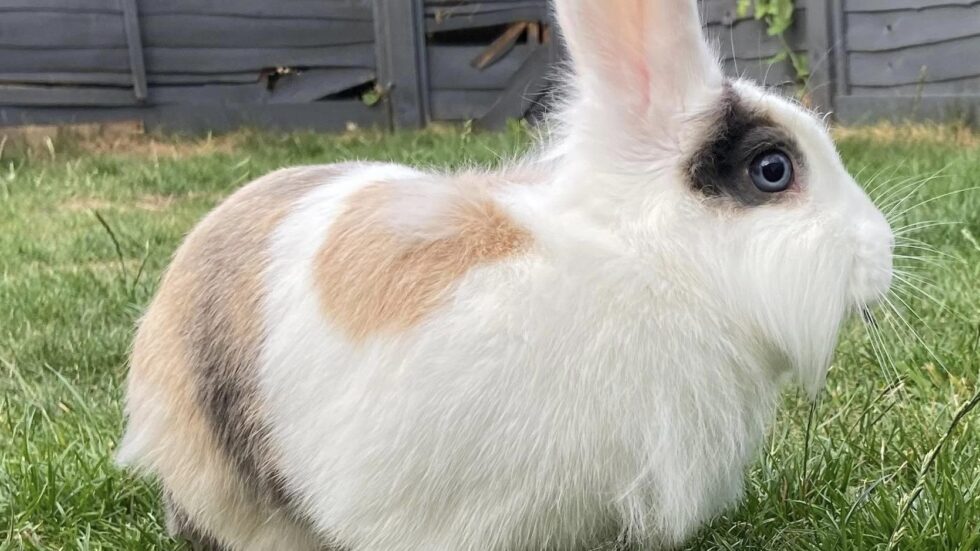 ADOPTION CRITERIA and REHOMING INFORMATION : CottonTails Rabbit ...