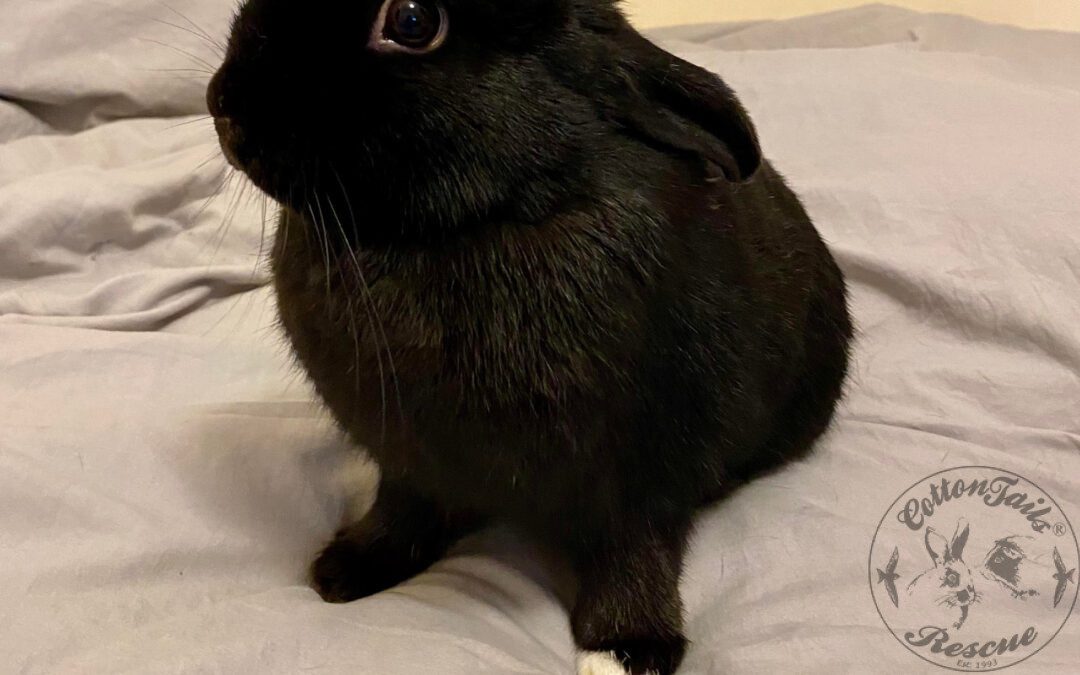 Rabbits for Adoption Archives : CottonTails Rabbit & Guinea Pig Rescue