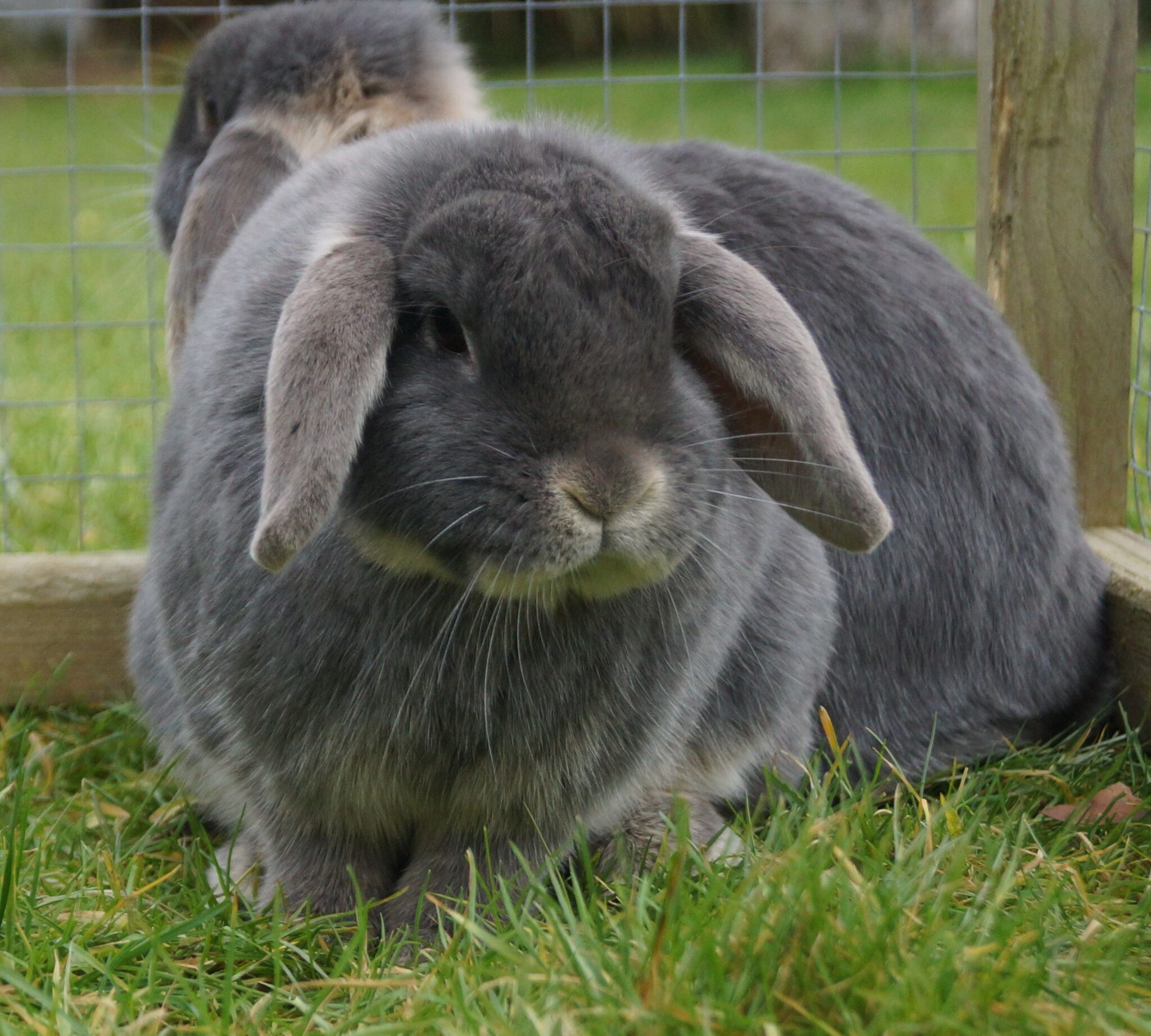 GUT STASIS in Rabbits : CottonTails Rabbit & Guinea Pig Rescue