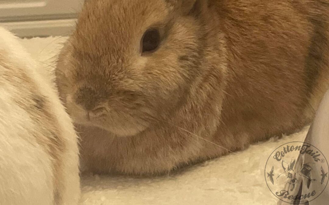 Rabbits for Adoption Archives : CottonTails Rabbit & Guinea Pig Rescue