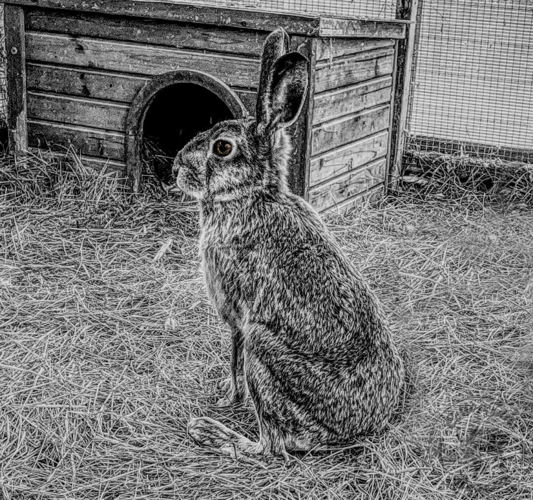 HARE IN THE HOUSE - successful hand-rearing of a Hare : CottonTails ...