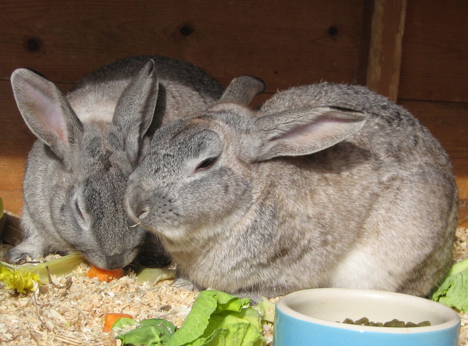 RABBIT CARE - the basics and more : CottonTails Rabbit & Guinea Pig Rescue