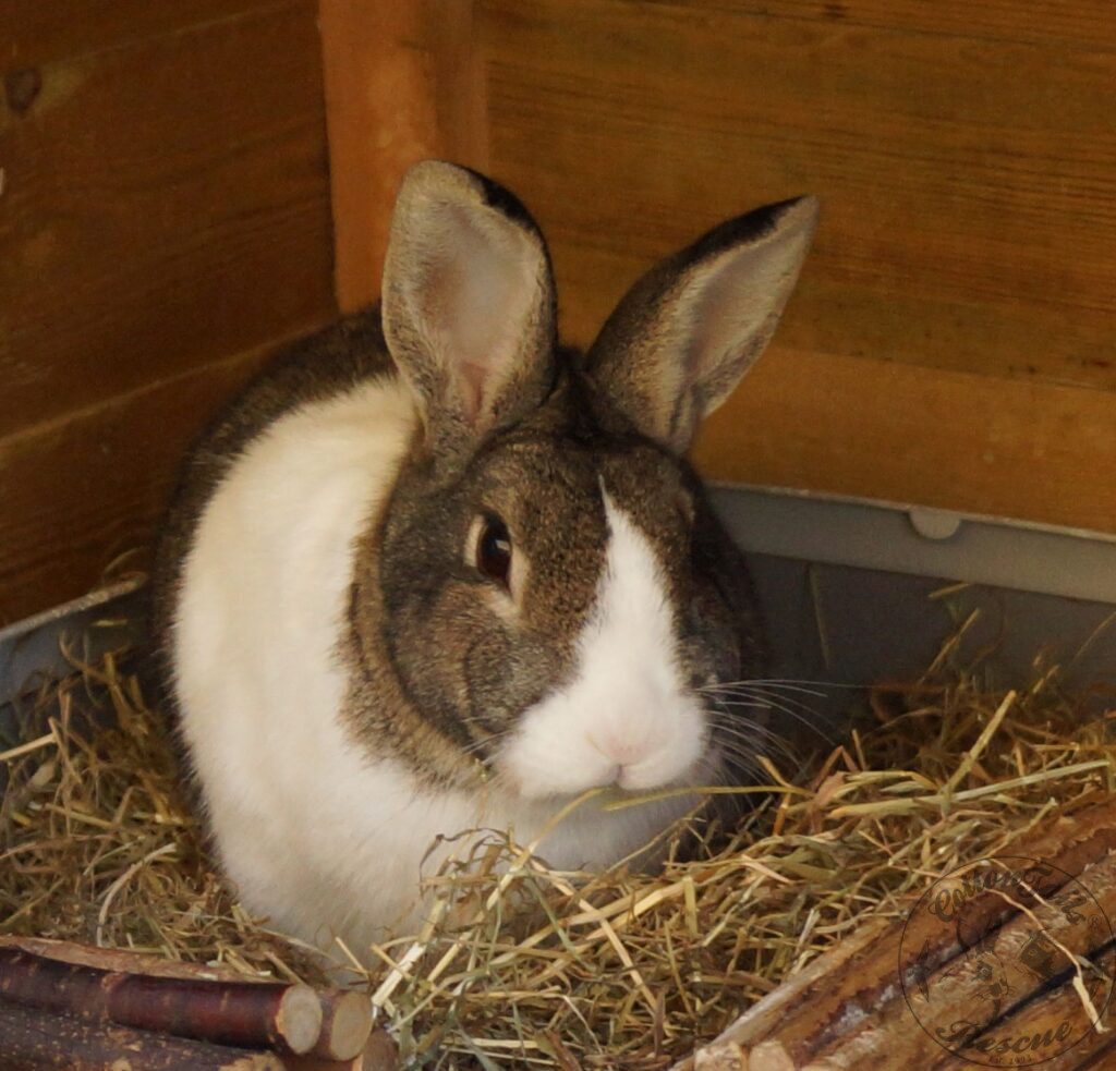 FEAR IN RABBITS - helping them to deal with stress : CottonTails Rabbit ...