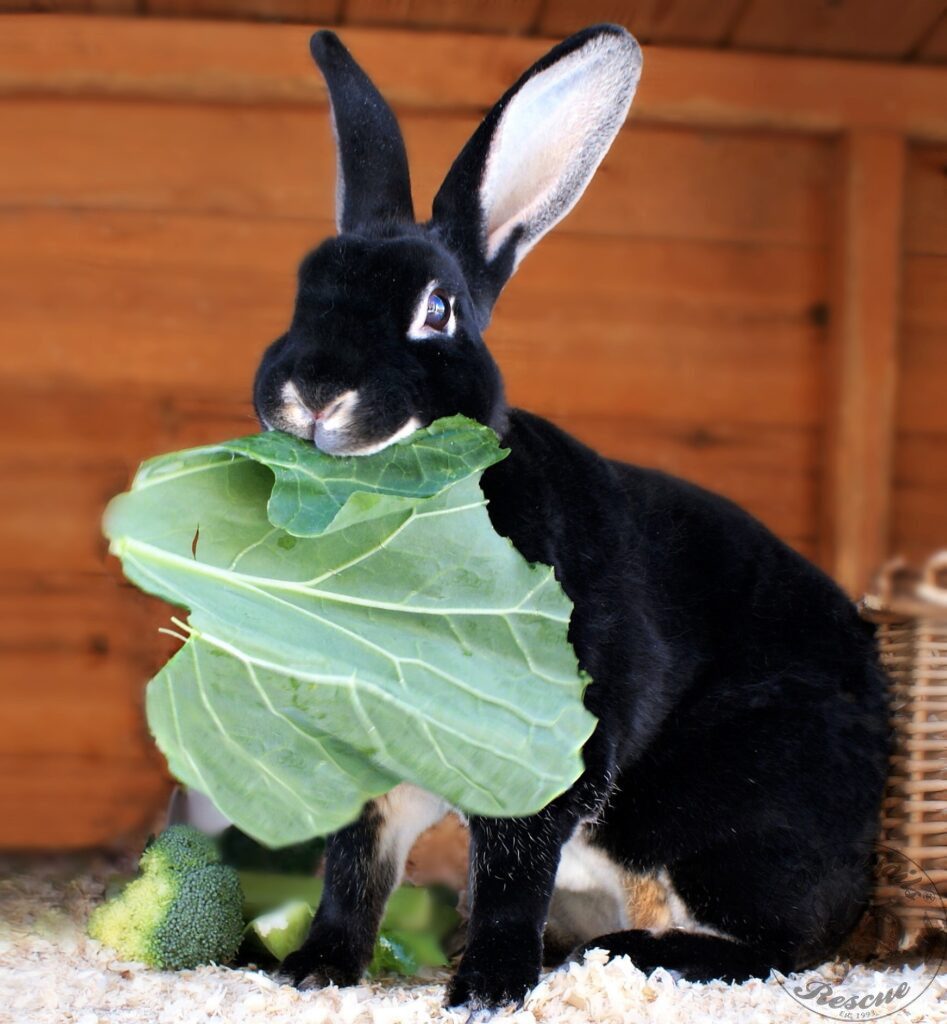 REX RABBITS - a very special breed : CottonTails Rabbit & Guinea Pig Rescue